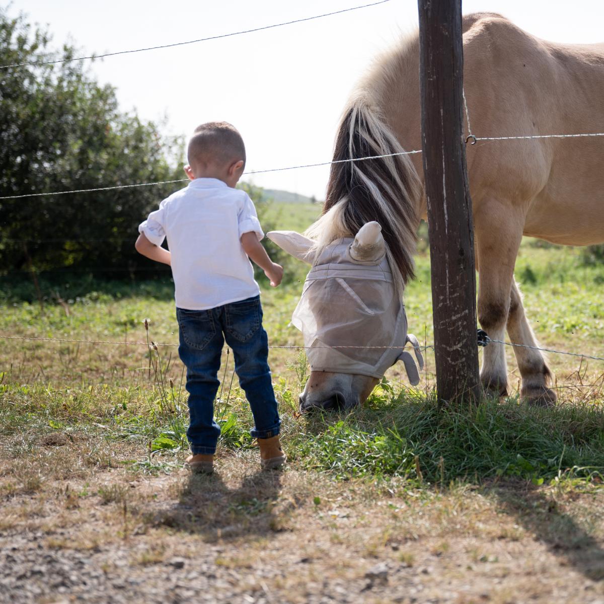 The (therapeutic) power of animals | Lëtzebuerger Journal