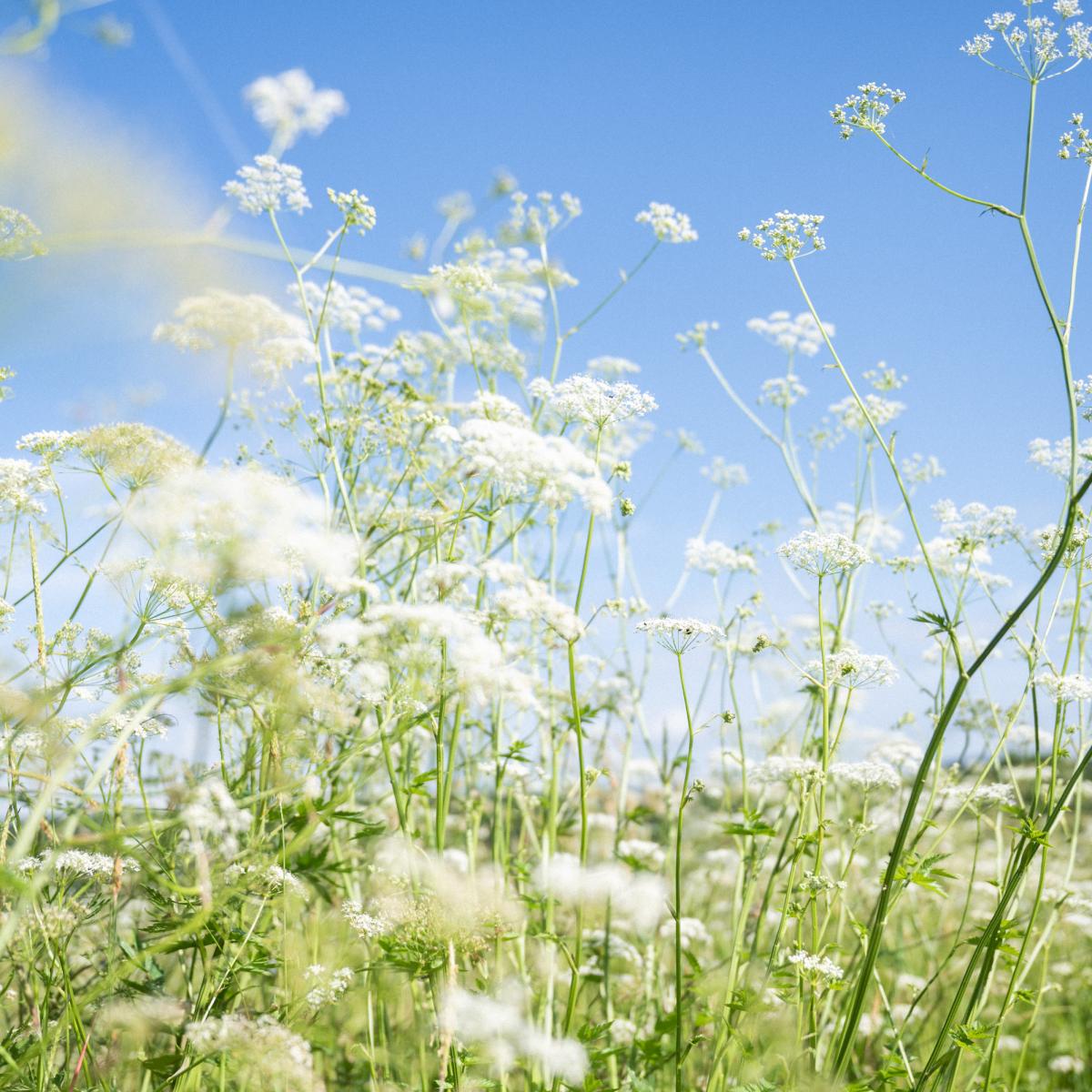 Not everything is green in the grassland yet | Lëtzebuerger Journal