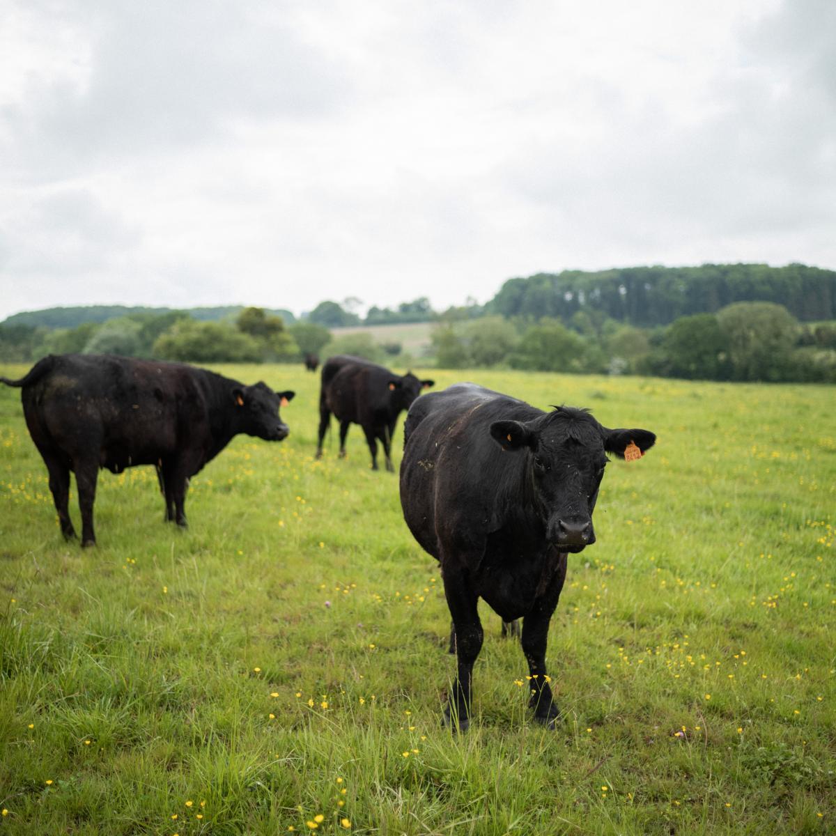 Die Kuh macht Methan | Lëtzebuerger Journal
